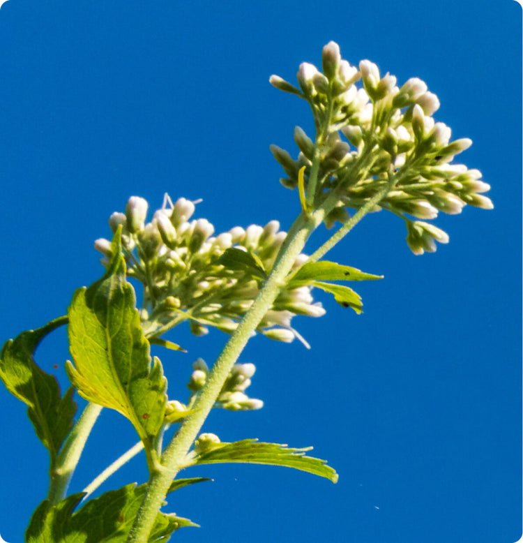 Baby Tiny Cold Tablets Daytime – Hyland's