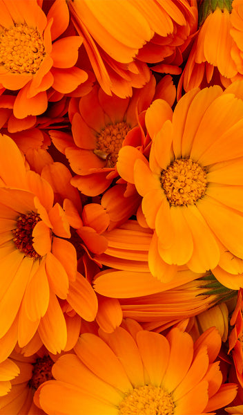 PRID® Drawing Salve – Hyland's