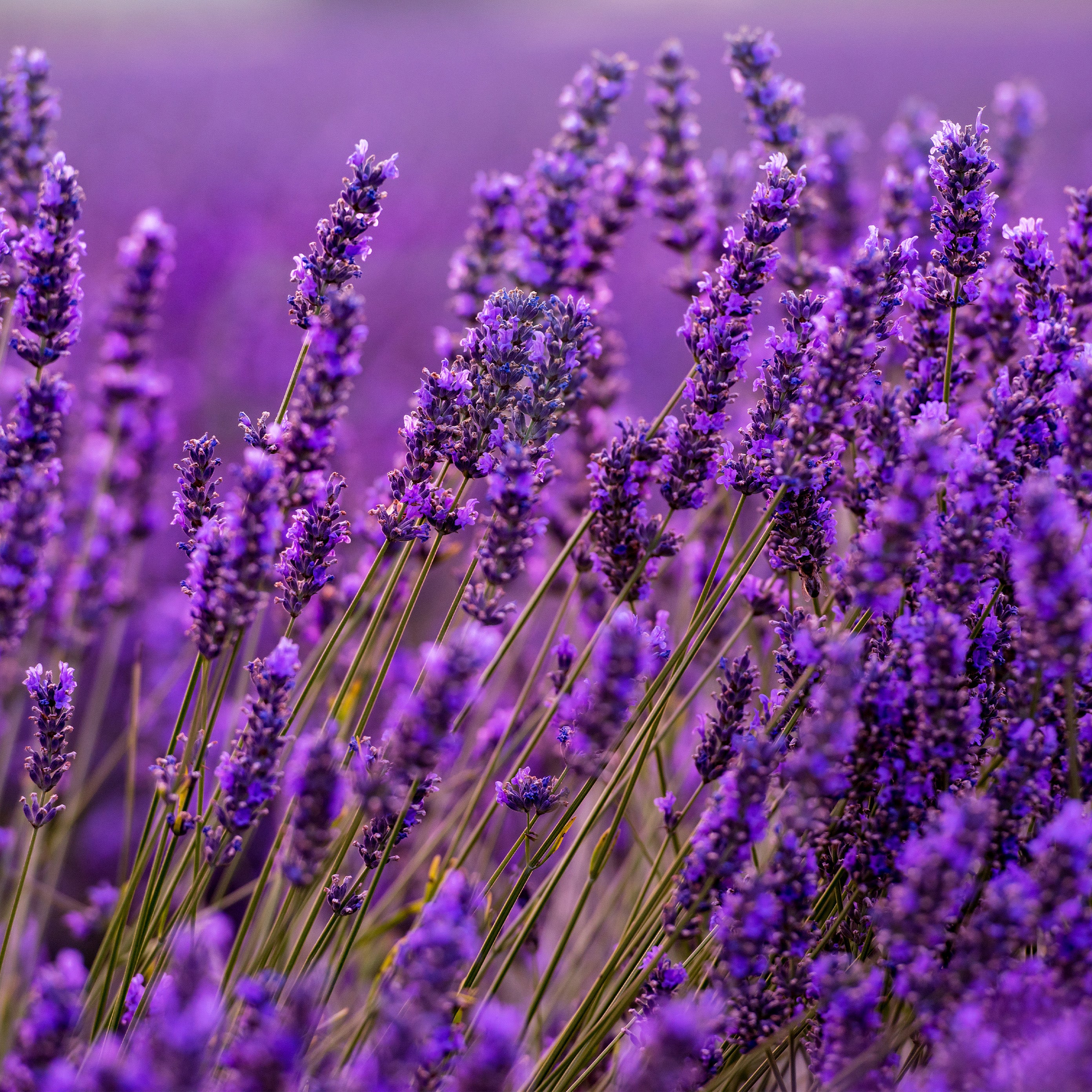 Organic Baby Calming Balm – Hyland's